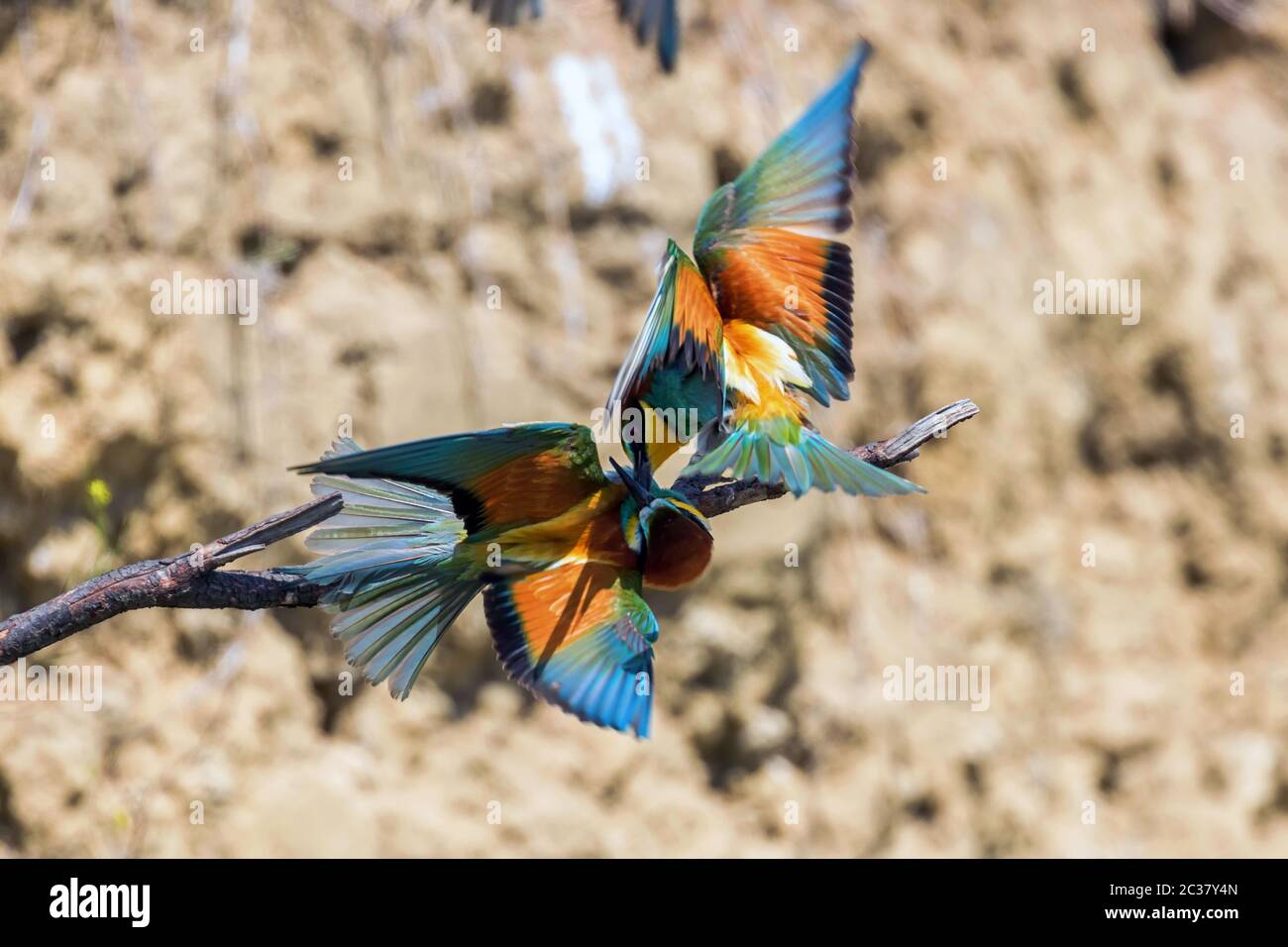 European Bee Eater In Flight (Merops Apiaster Stock Photo - Alamy