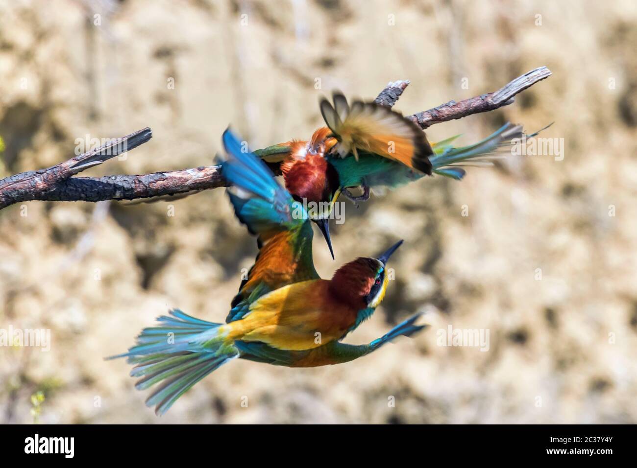 European Bee Eater In Flight (Merops Apiaster Stock Photo - Alamy