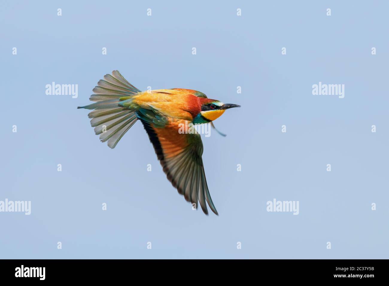 European Bee Eater In Flight (Merops Apiaster Stock Photo - Alamy