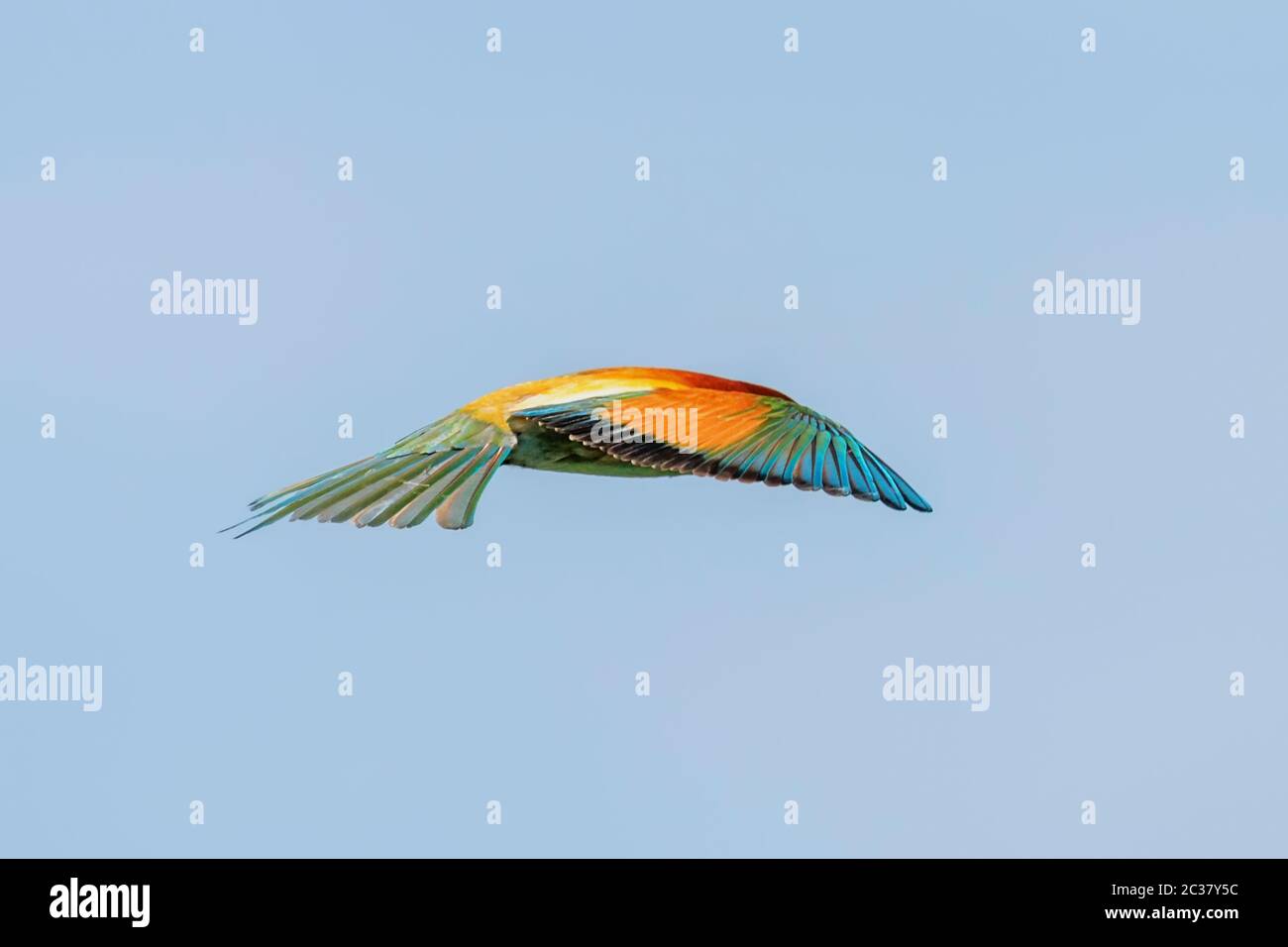 European Bee Eater In Flight (Merops Apiaster Stock Photo - Alamy