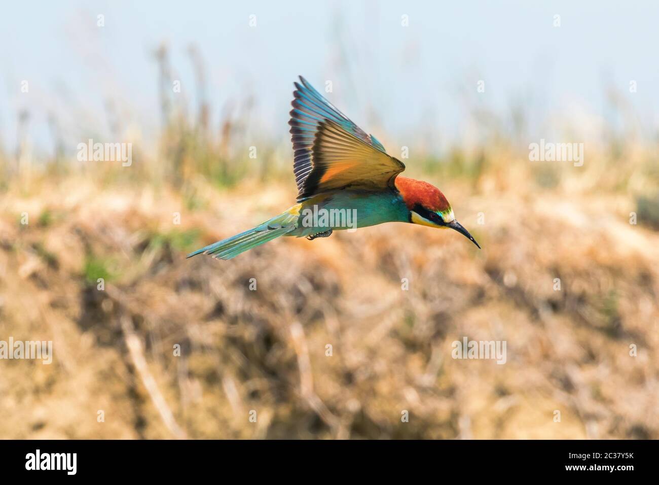 European Bee Eater In Flight (Merops Apiaster Stock Photo - Alamy