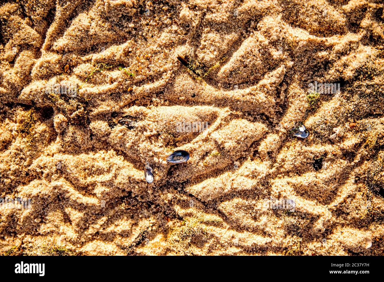 wet sand of a beach with patterns and shells Stock Photo - Alamy