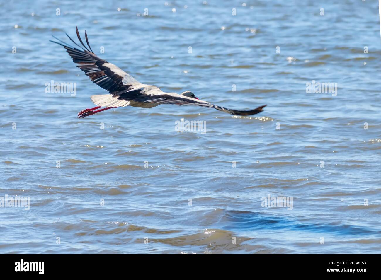 Young black stork prey hi-res stock photography and images - Alamy