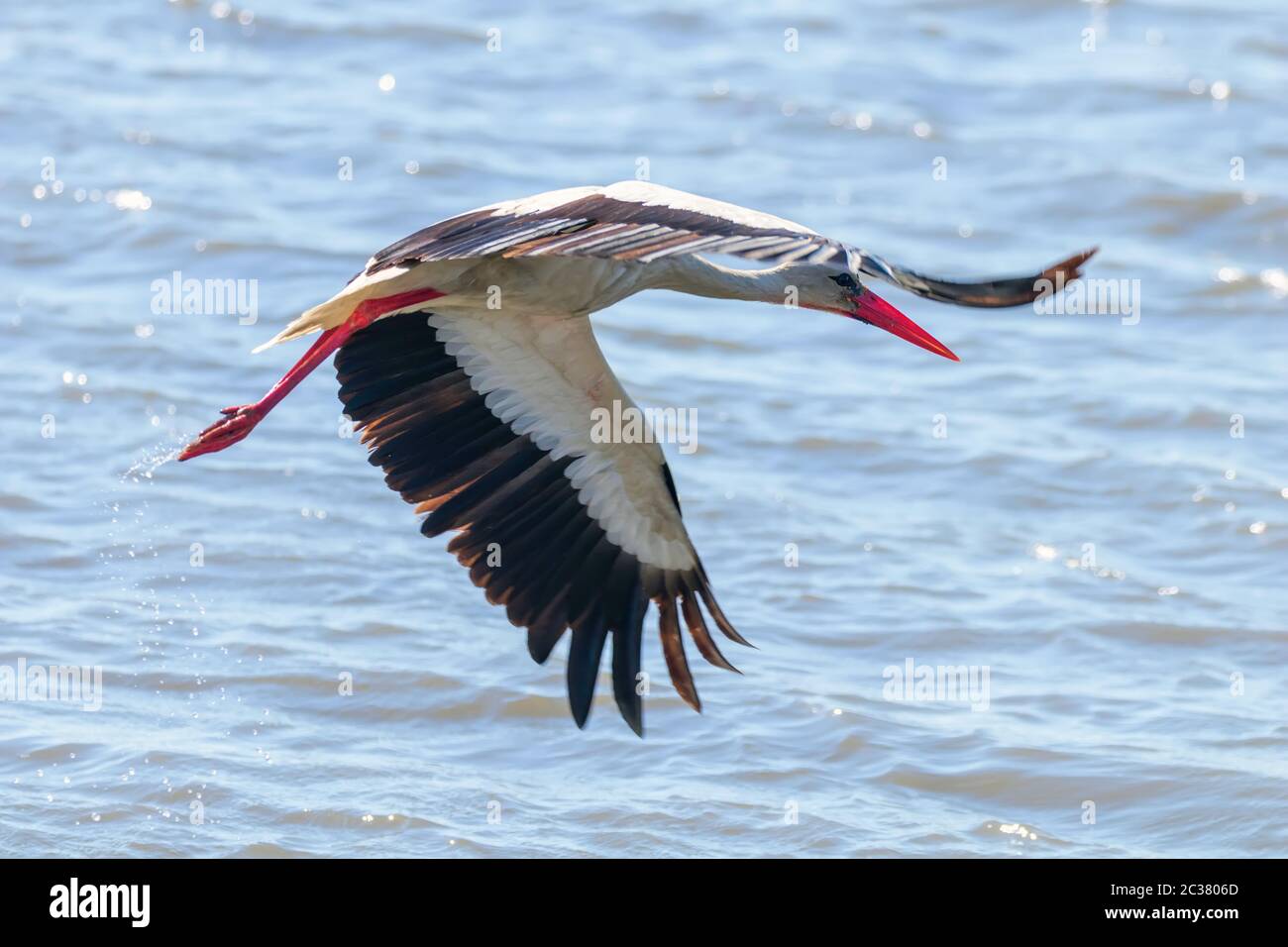 Young black stork prey hi-res stock photography and images - Alamy