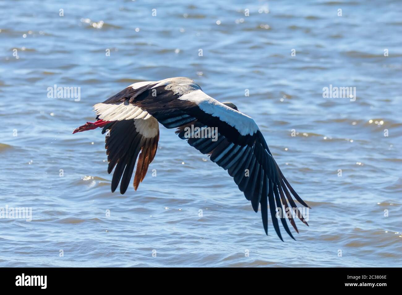 Young black stork prey hi-res stock photography and images - Alamy