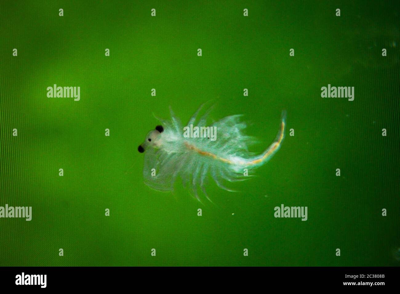 extreme macro of an artemia, saltwater cancer, macro of microorganisms ...