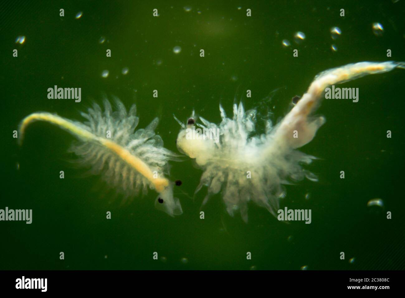 extreme macro of an artemia, saltwater cancer, macro of microorganisms ...