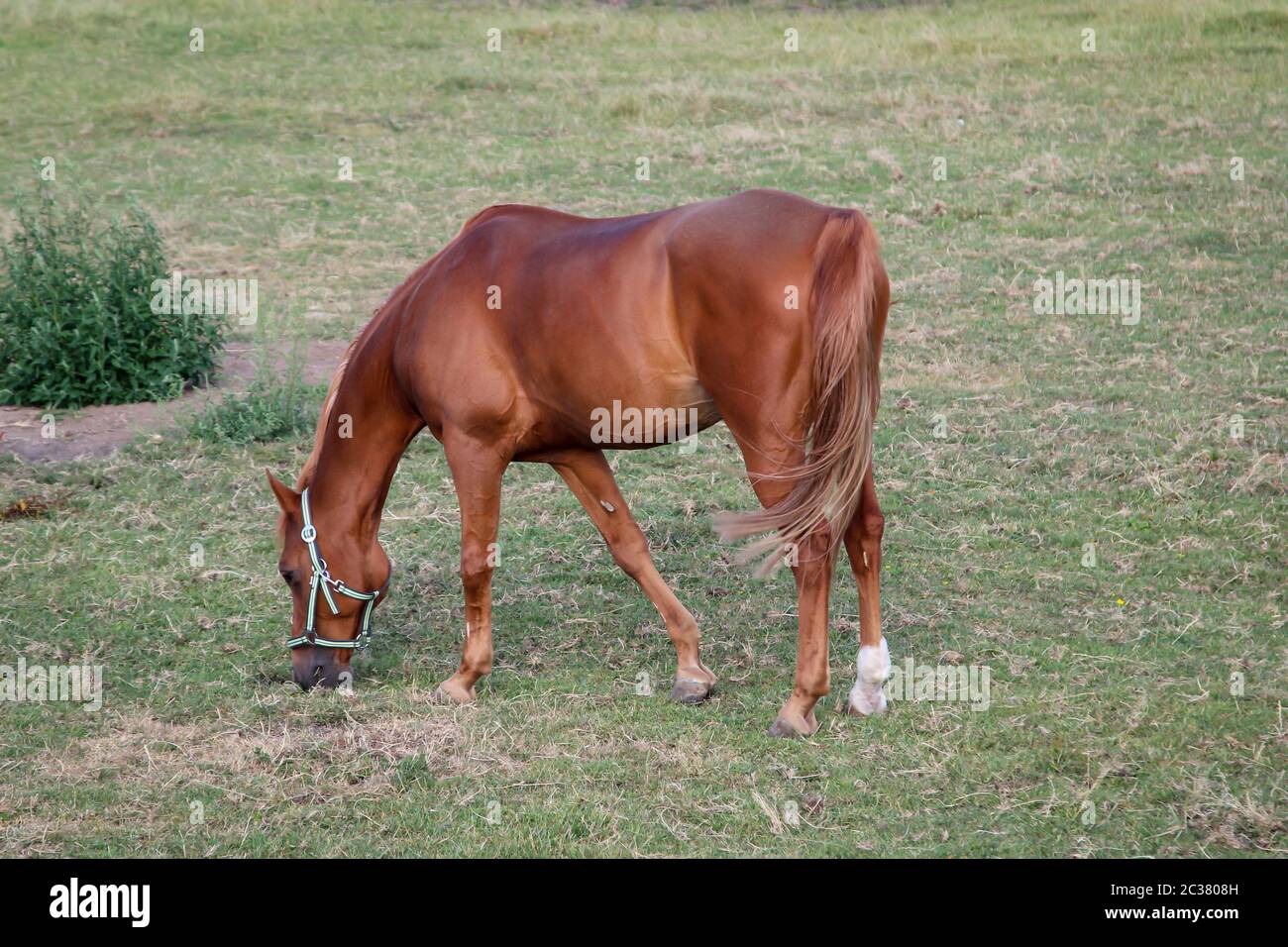 Horse, horses, stallion in a pasture, paddock while grazing Stock Photo ...