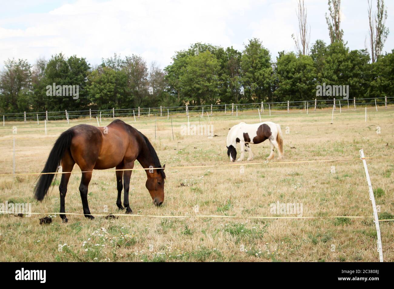 Horse, horses, stallion in a pasture, paddock while grazing Stock Photo ...