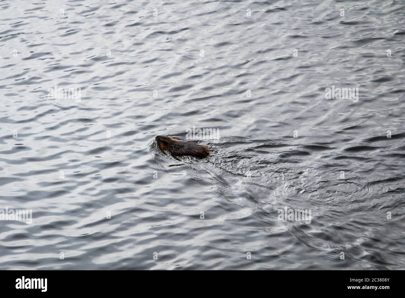 a beaver swims in a river Stock Photo - Alamy