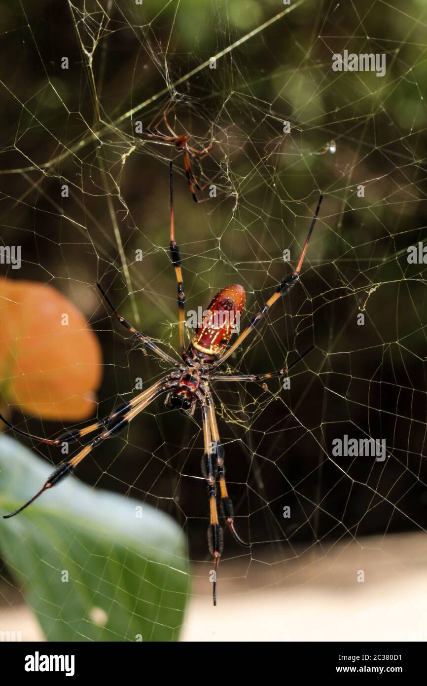 Spider web ball hi-res stock photography and images - Alamy