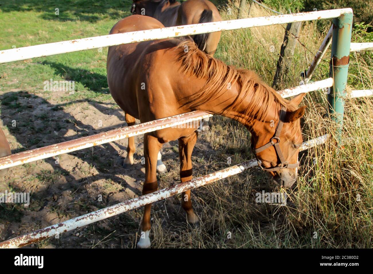 Horse, horses, stallion in a pasture, paddock while grazing Stock Photo ...