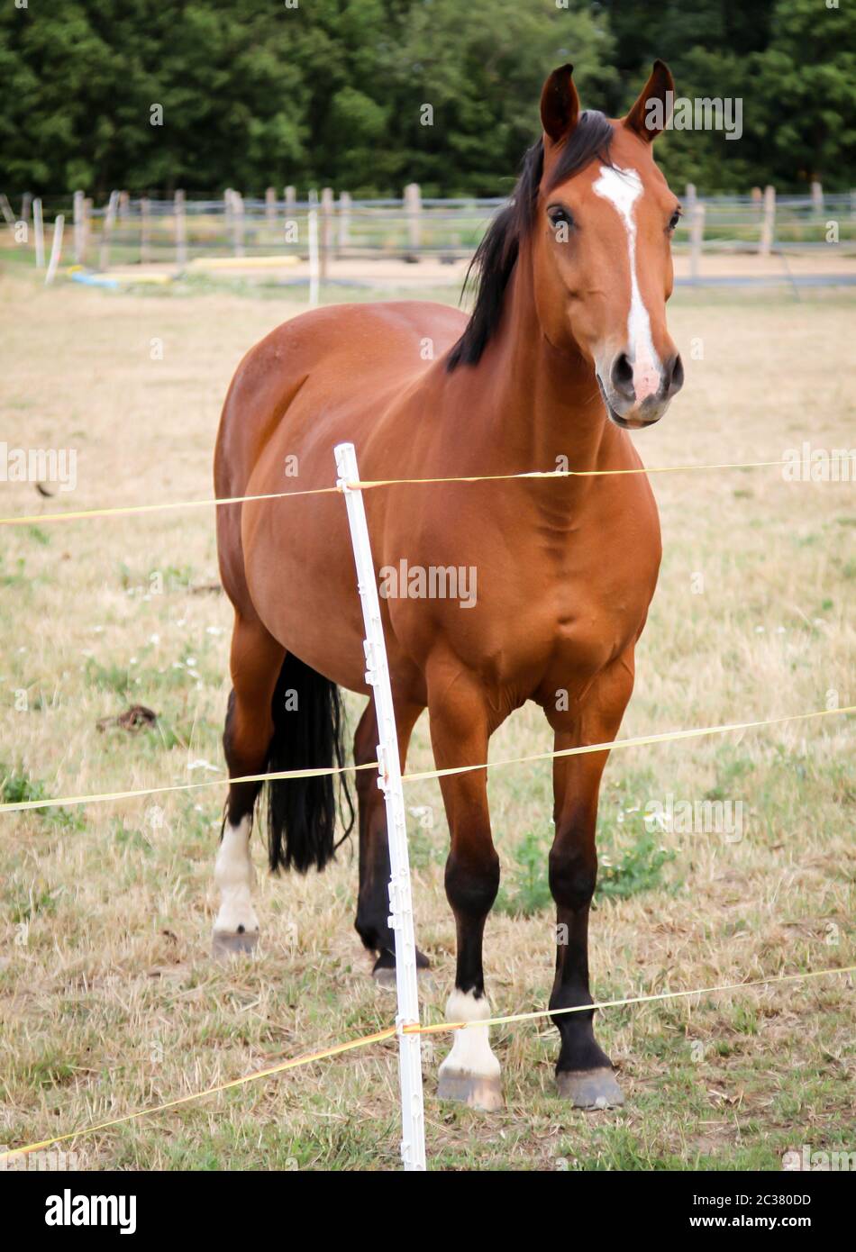 Horse, horses, stallion in a pasture, paddock while grazing Stock Photo ...