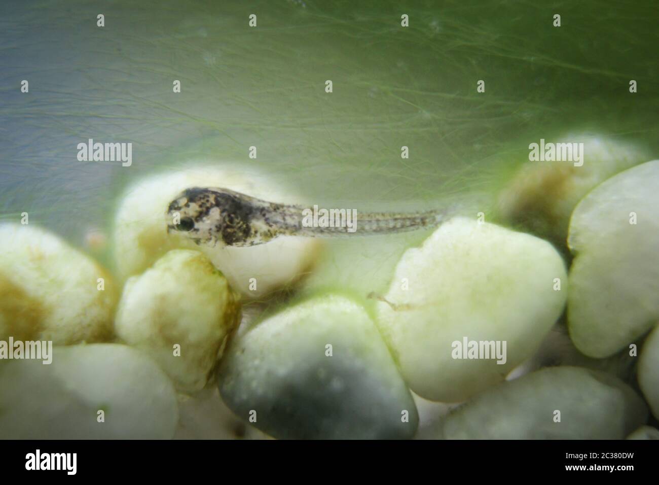 a larva, a young fish from a metal catfish Stock Photo - Alamy