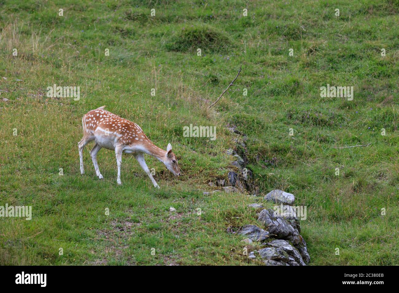 fallow deer (Dama dama) in Merlet Animal Park. Chamonix, France Stock ...
