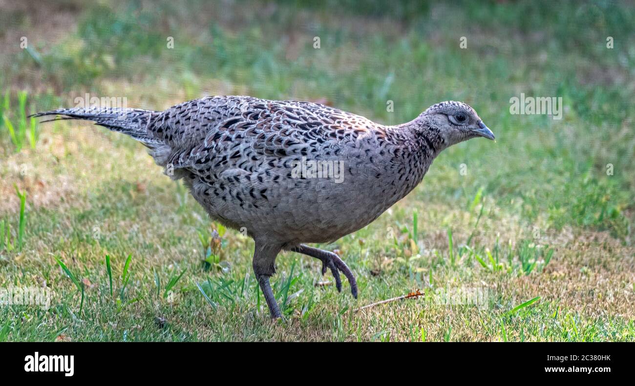 Female ring necked pheasant hi-res stock photography and images - Alamy