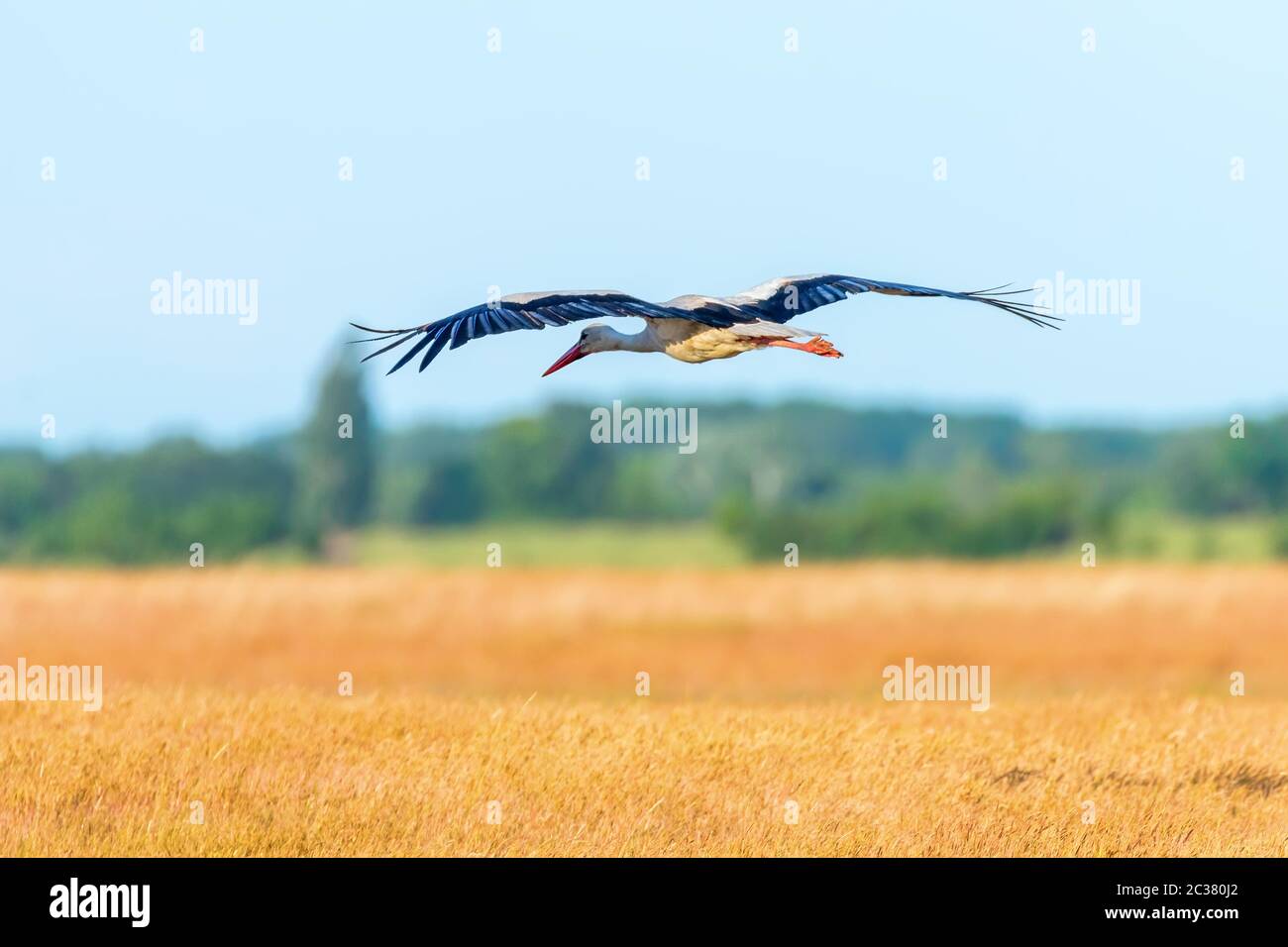 Young black stork prey hi-res stock photography and images - Alamy