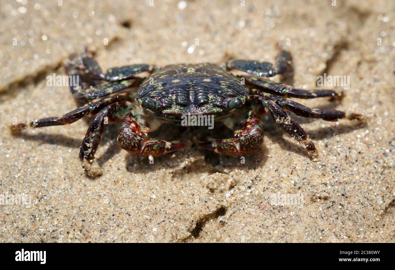 a small crab on the beach on the Pacific Ocean Stock Photo - Alamy