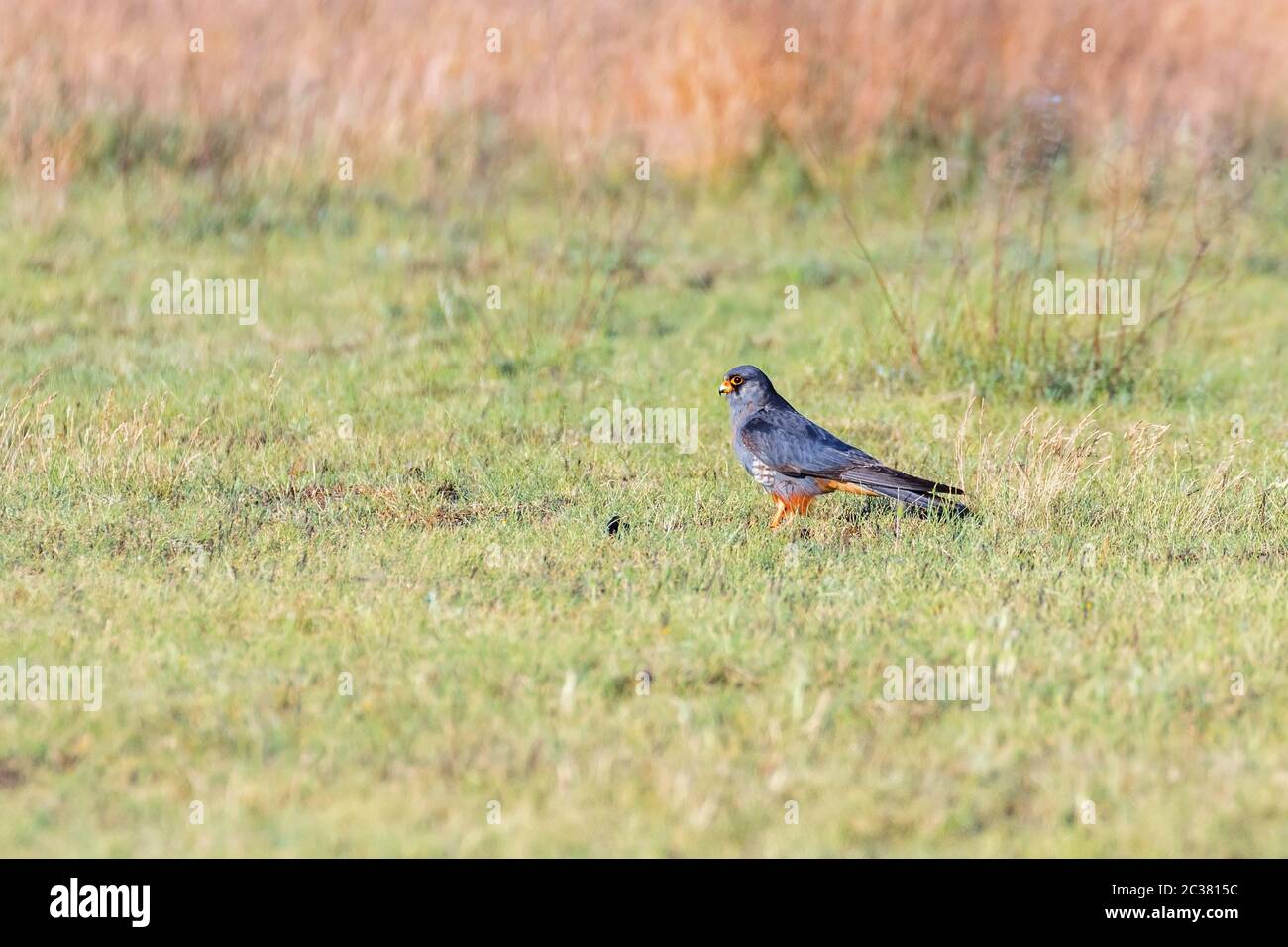 Red Footed Falcon Male (Falco Vespertinus) on a Field Stock Photo - Alamy