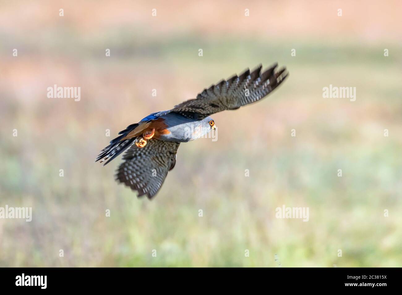 Falcons High Resolution Stock Photography and Images - Alamy