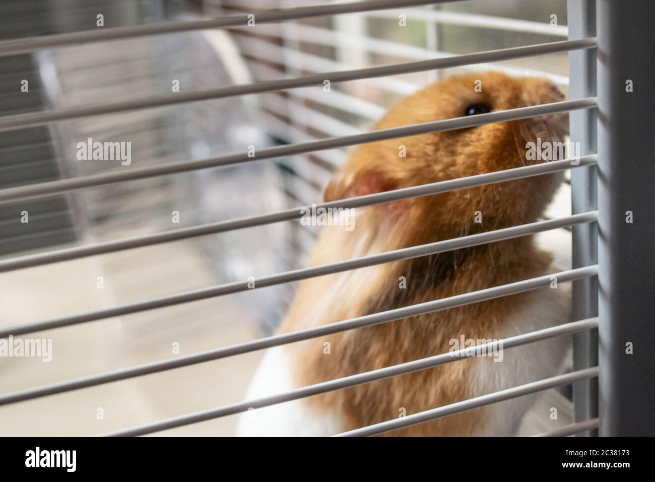 Closeup of a Syrian hamster Stock Photo - Alamy