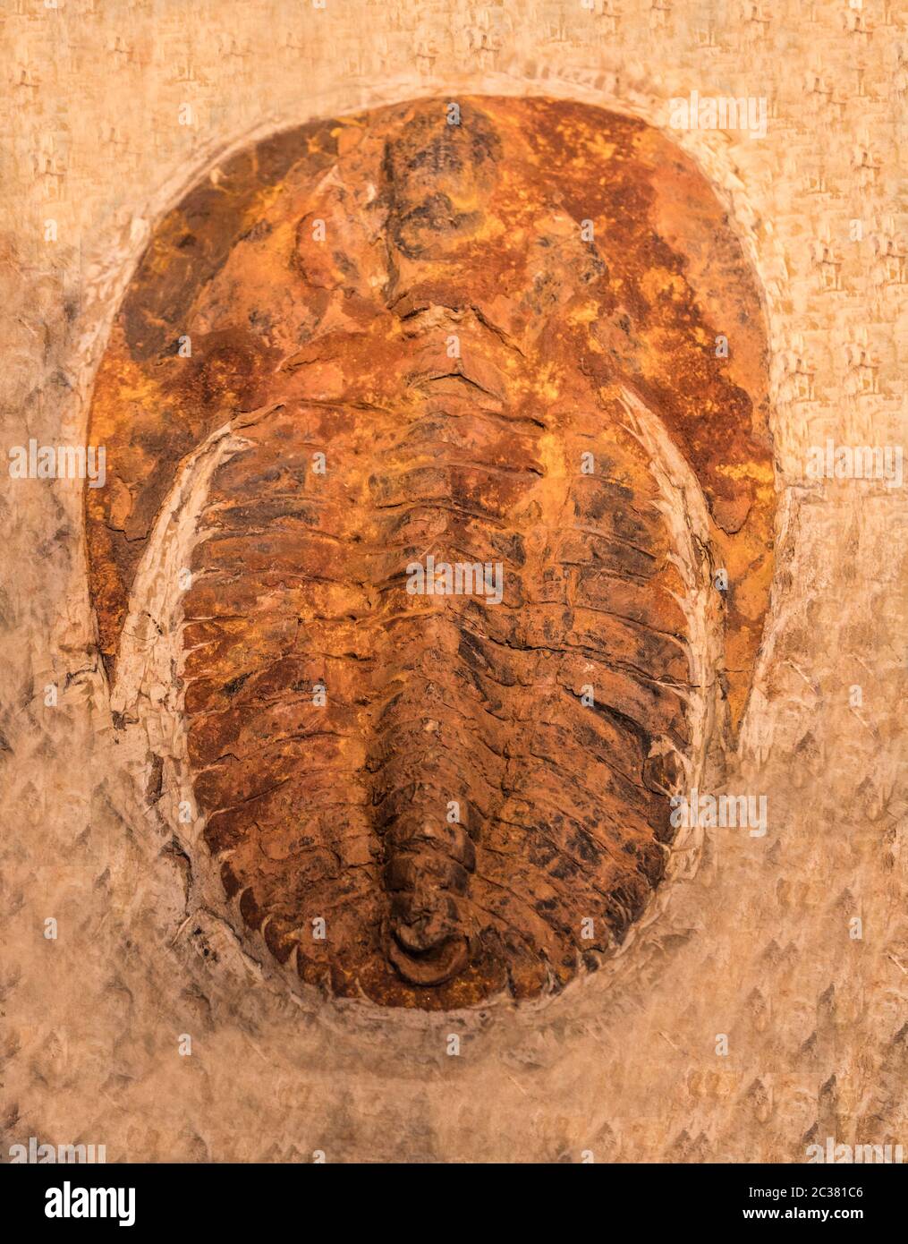 The imprint of the trilobites in a stone. 500 million Year old ...