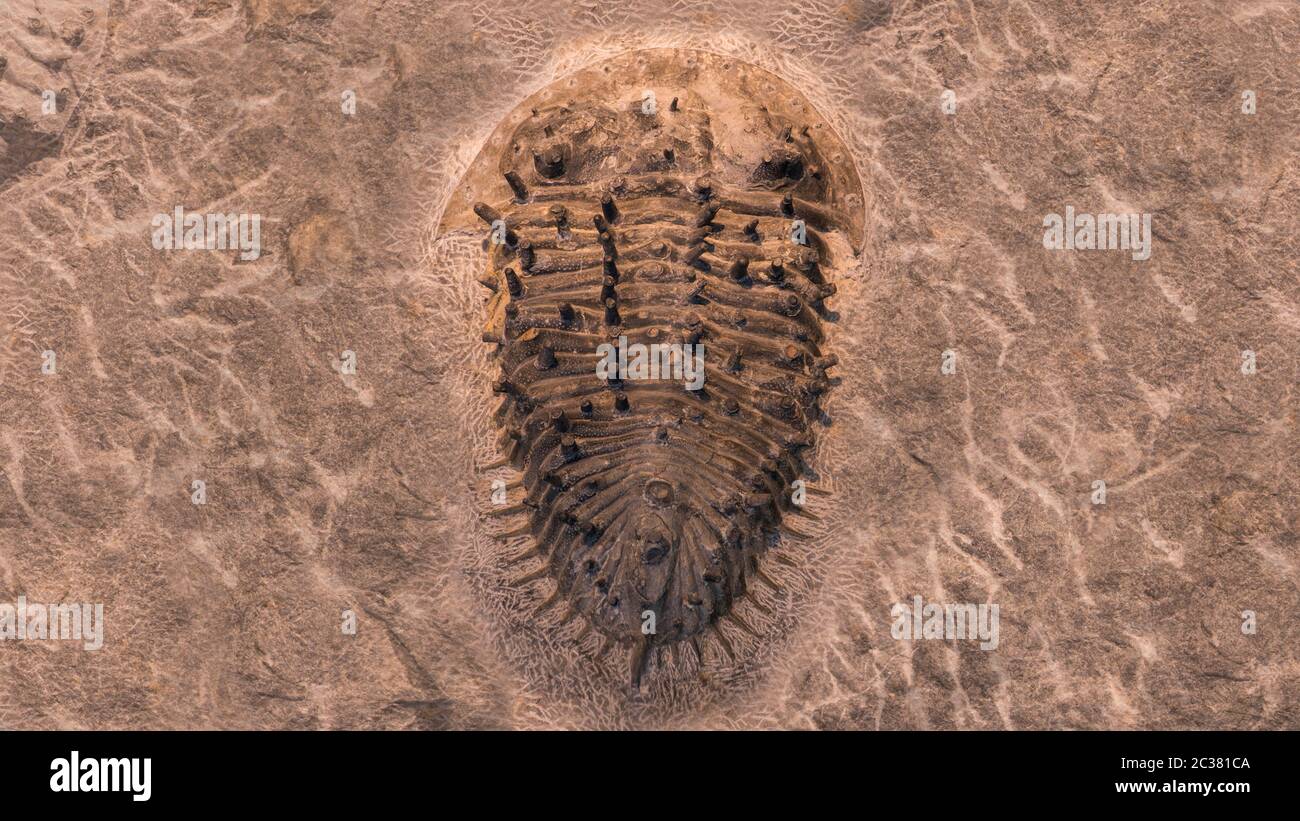 The imprint of the trilobites in a stone. 500 million Year old ...
