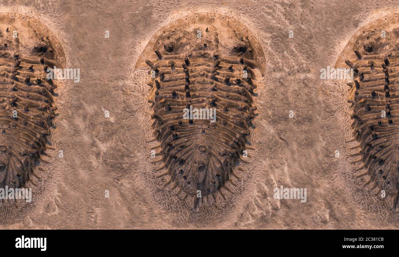 The imprint of the trilobites in a stone. 500 million Year old ...