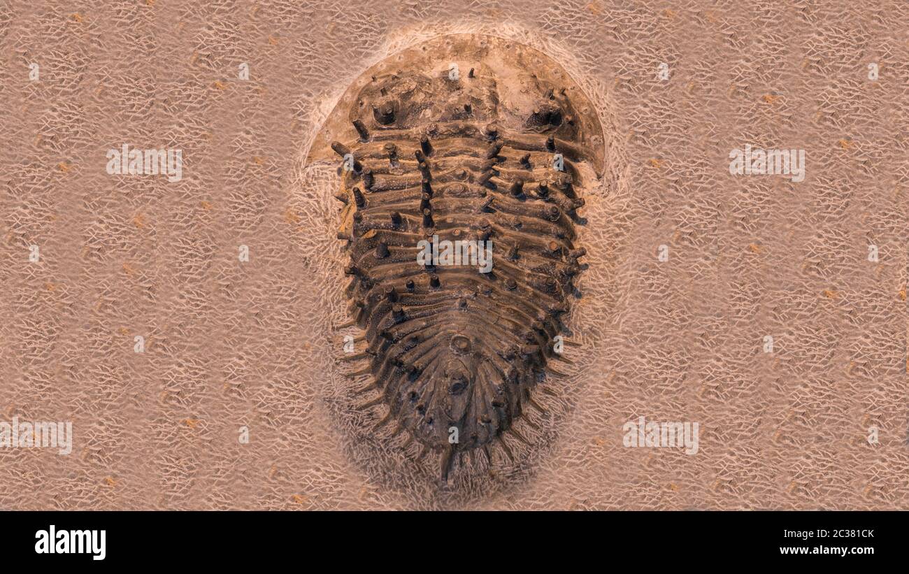 Trilobites hi-res stock photography and images - Alamy