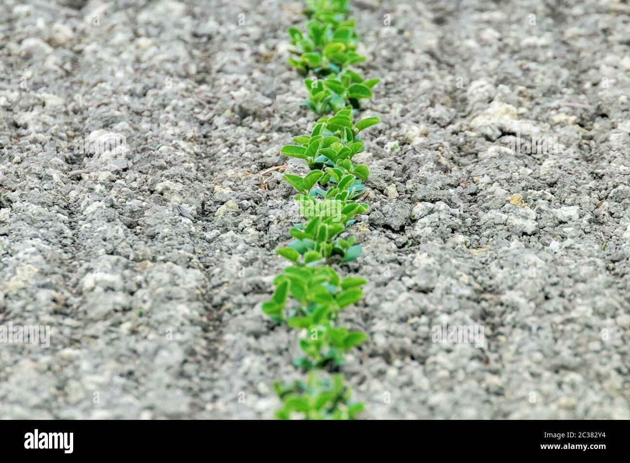 Green Ripening Soybean Field, Rows of green soybeans Stock Photo - Alamy