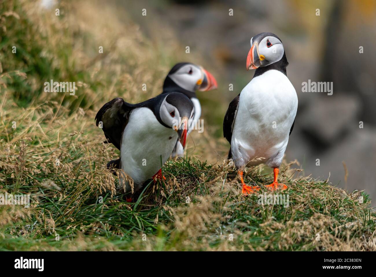 The Atlantic puffin, also known as the common puffin Stock Photo - Alamy