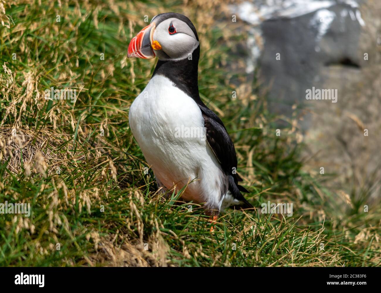 The Atlantic puffin, also known as the common puffin Stock Photo - Alamy