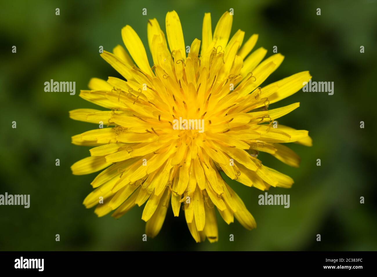 Close up of Dandelion flower, taken top to bottom, Intensive yellow ...