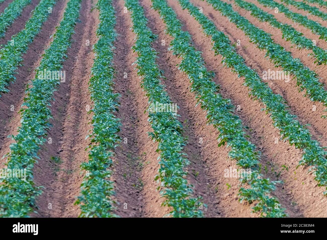 Potato Crops In a Row, Green Field, Potato Field Stock Photo - Alamy