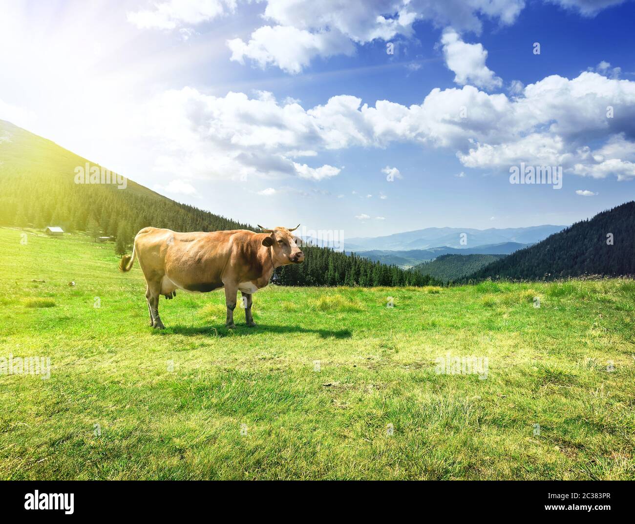 Beige cow on lush pastures under daylight sky Stock Photo - Alamy