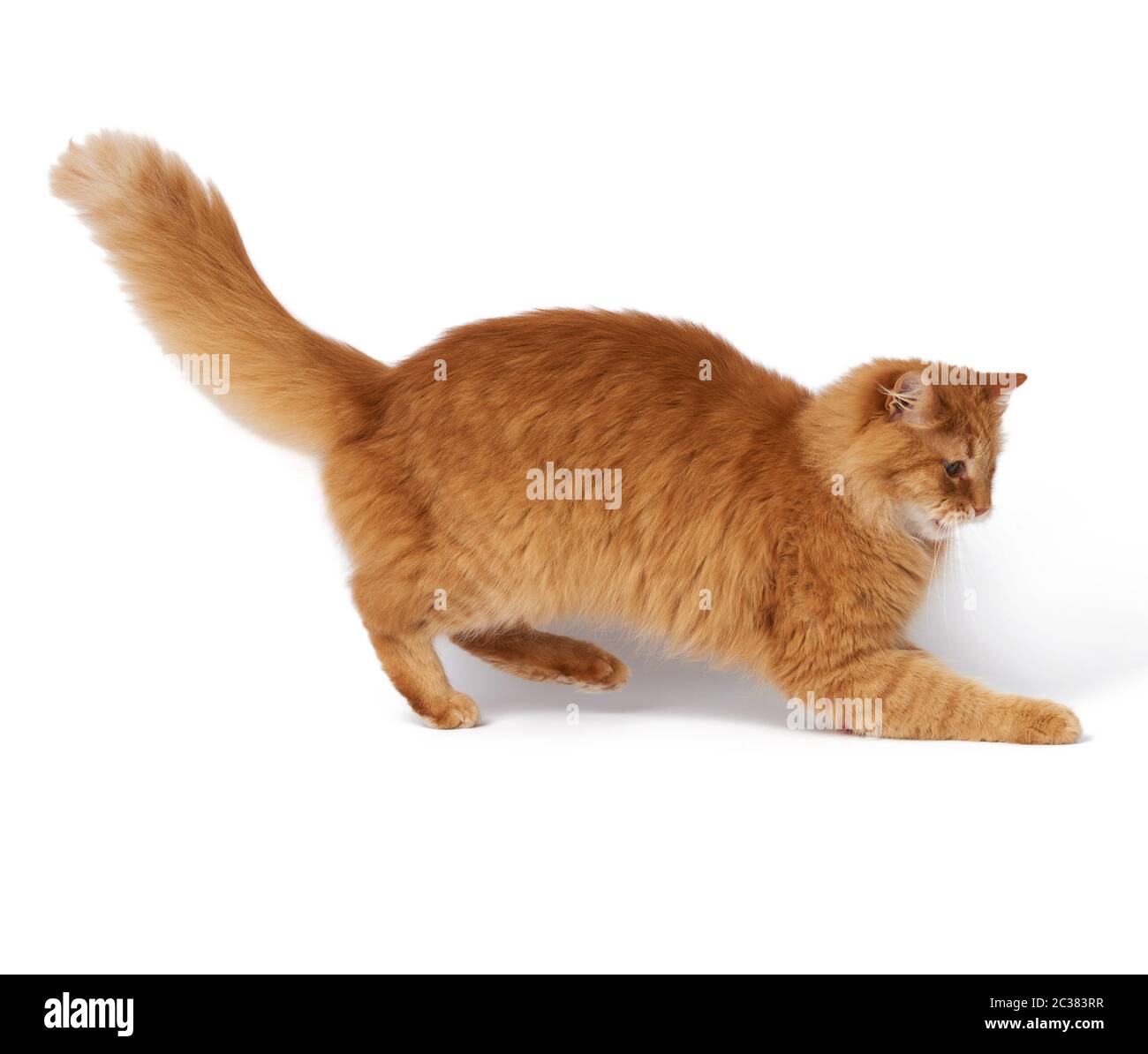 big adult fluffy red cat in a playful pose isolated on white background ...