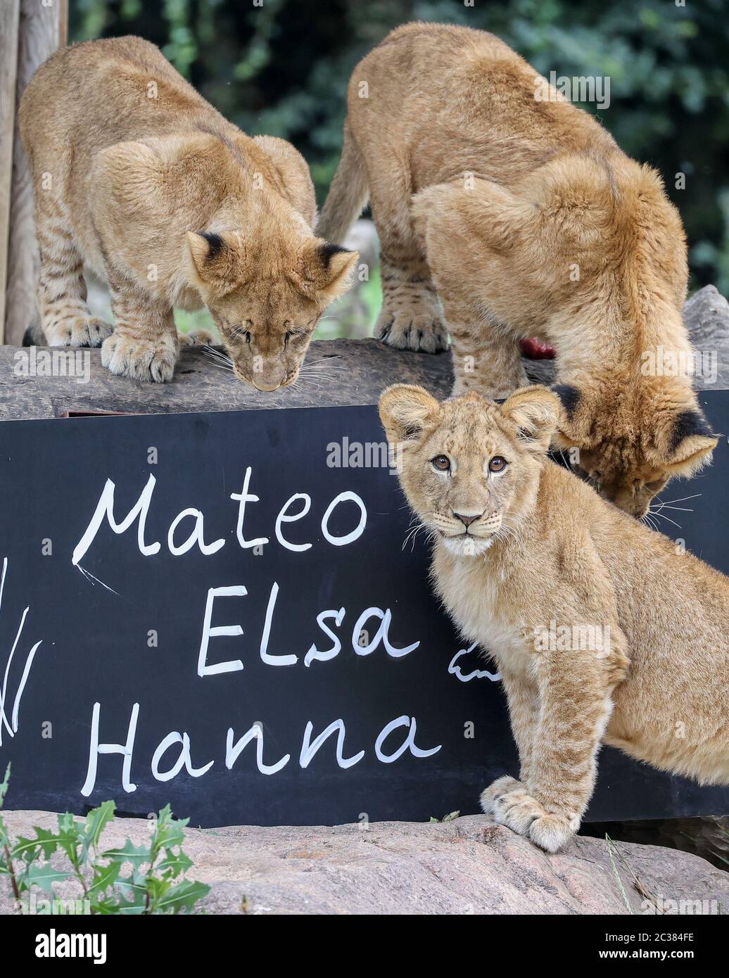 Elsa the lion hi-res stock photography and images - Alamy