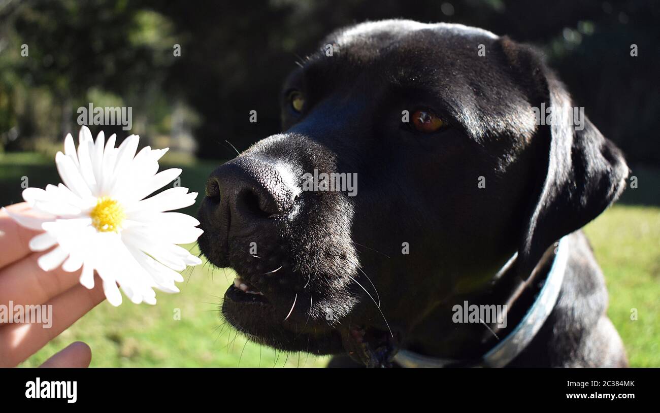 A black Labrador smelling a white daisy Stock Photo - Alamy