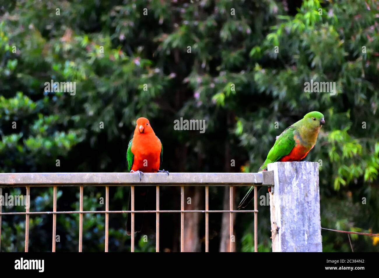 King parrots hi-res stock photography and images - Alamy