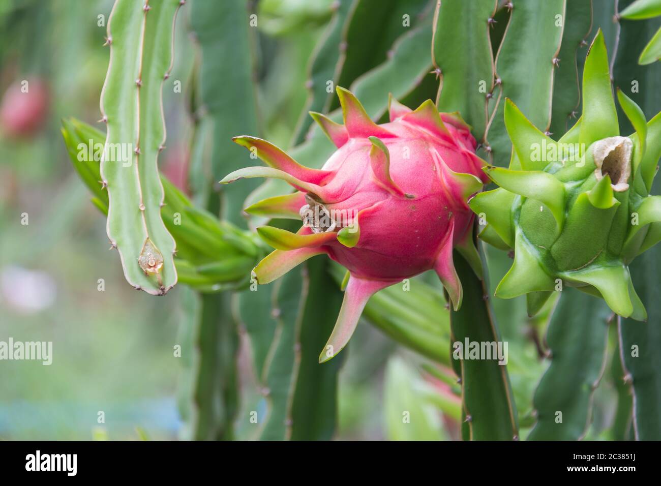 Pitaya tree hi-res stock photography and images - Alamy