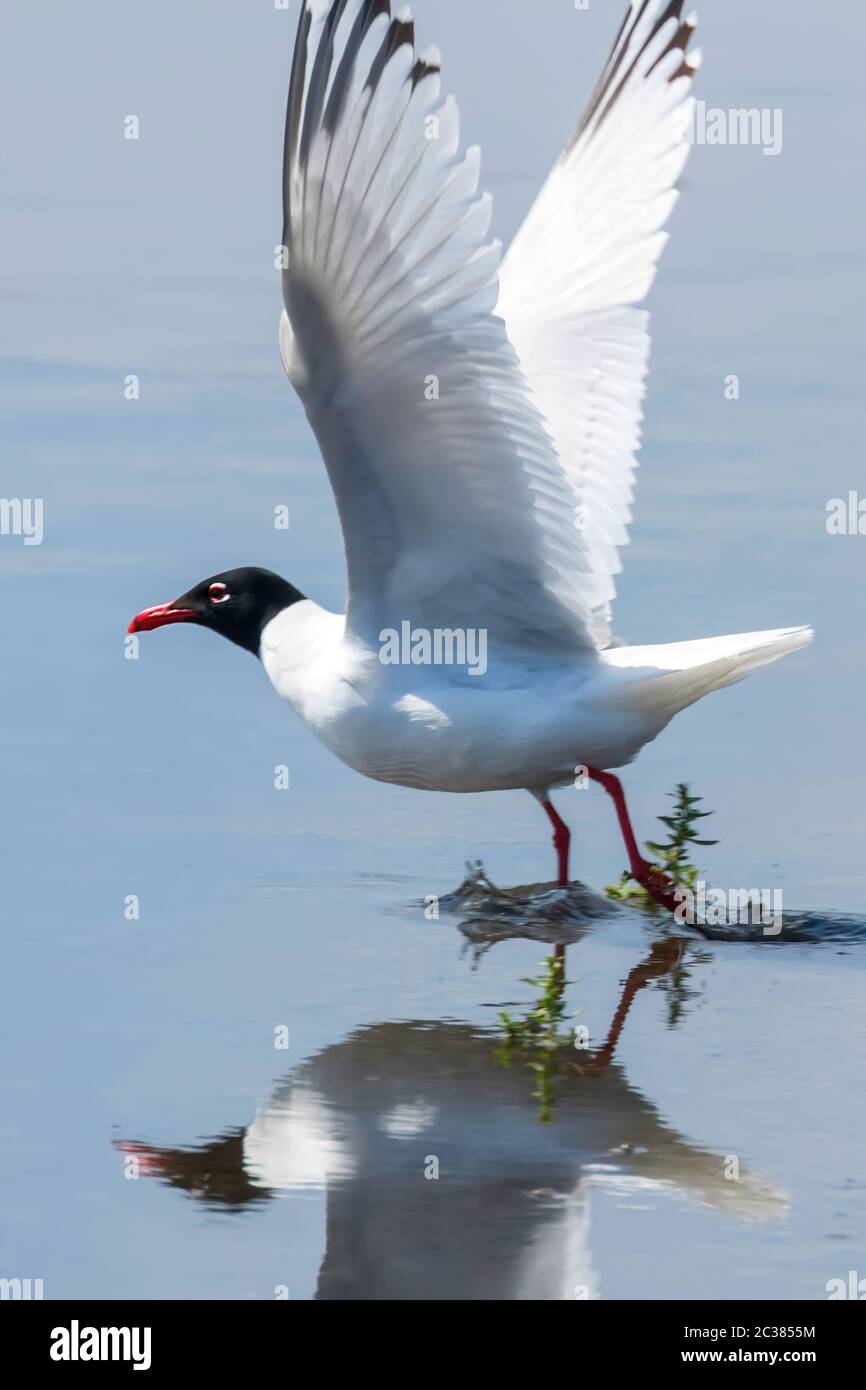 Mediterranean Gull (Ichthyaetus melanocephalus) White Gull Stock Photo ...