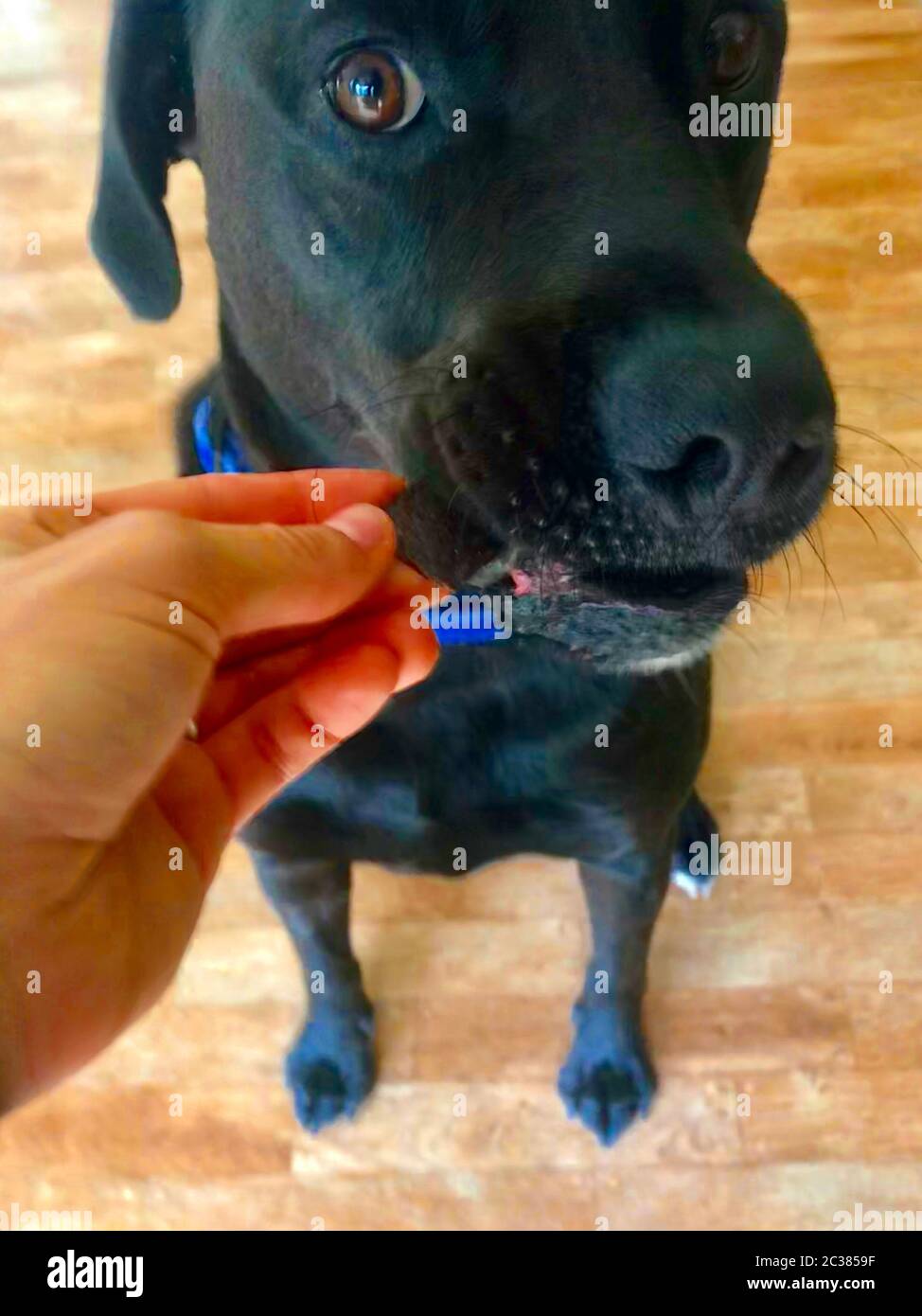 A black Labrador being rewarded for being a good boy Stock Photo - Alamy
