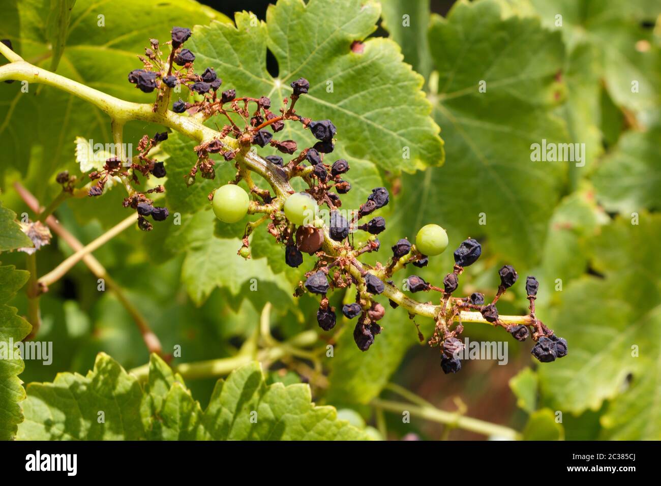Bunch of rotten grapes on a vine in an orchard during autumn Stock ...