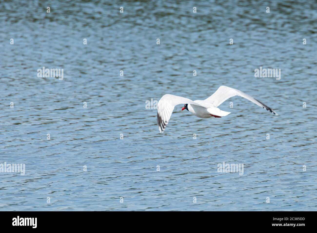 Mediterranean Gull Flight (Ichthyaetus melanocephalus Stock Photo - Alamy