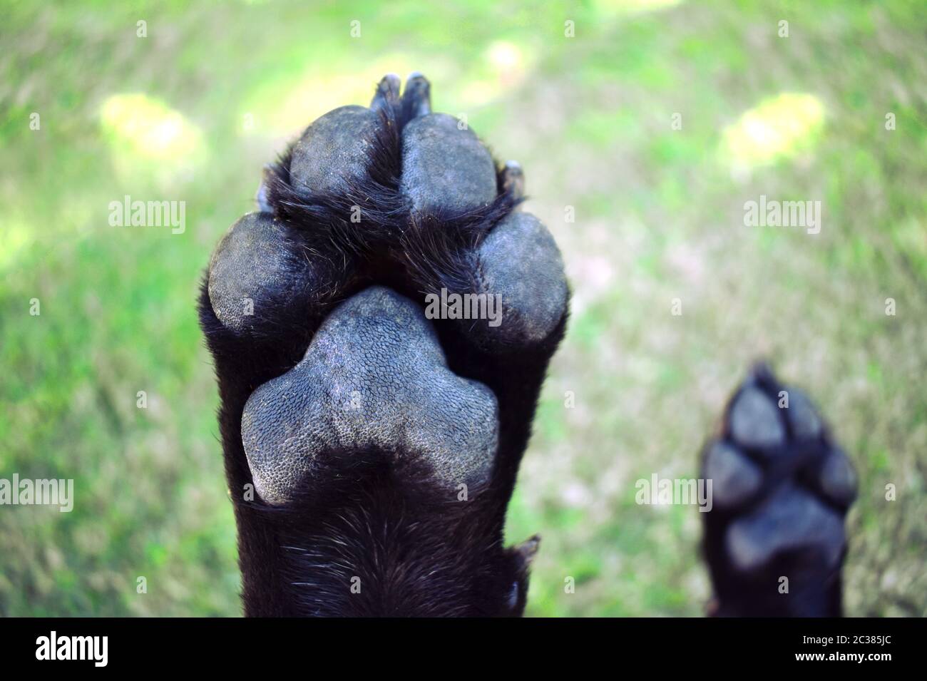 A black Labrador`s paws while his belly is getting a scratch Stock ...