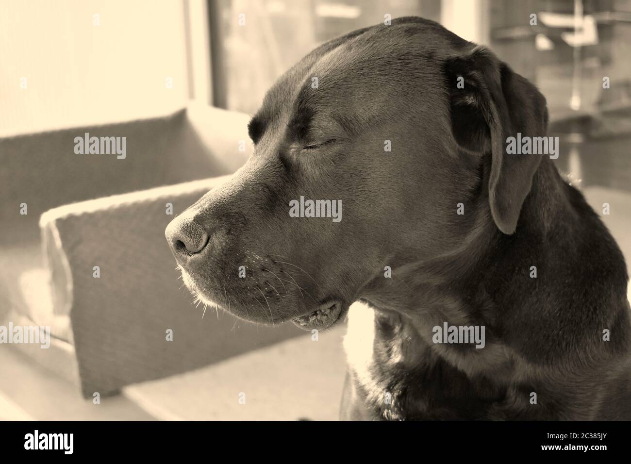 A black Labrador with his eyes closed Stock Photo - Alamy