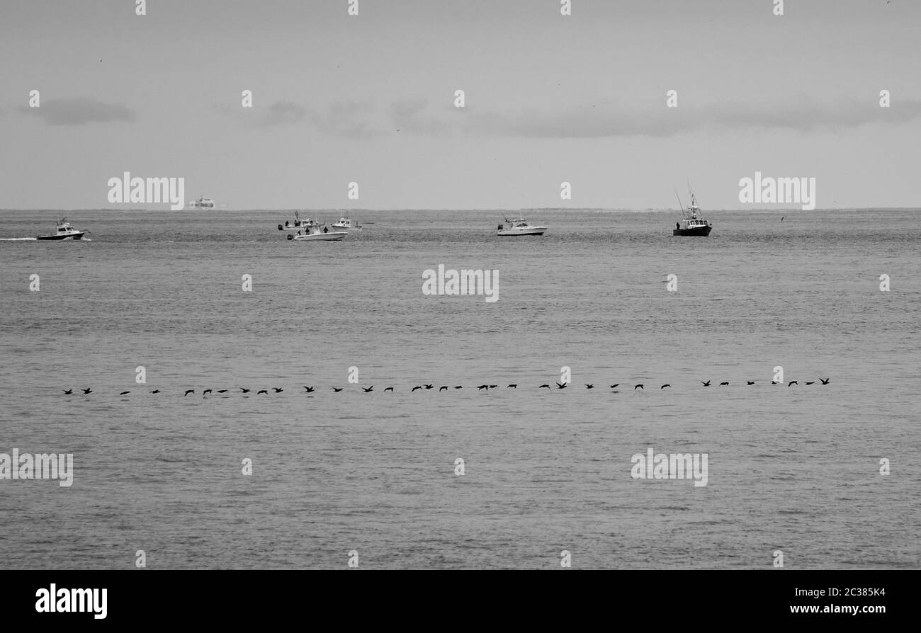 Wildlife image usa Black and White Stock Photos & Images - Alamy