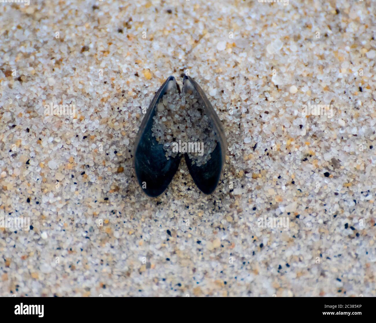 A mussel shell filled with sand on Long Brach beach Stock Photo - Alamy