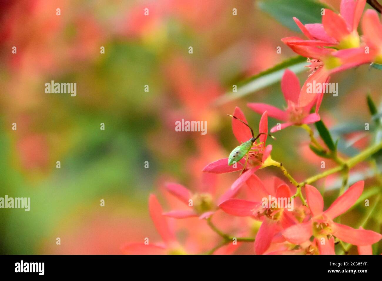 A tiny green stink bug sitting on a small pink flower Stock Photo - Alamy