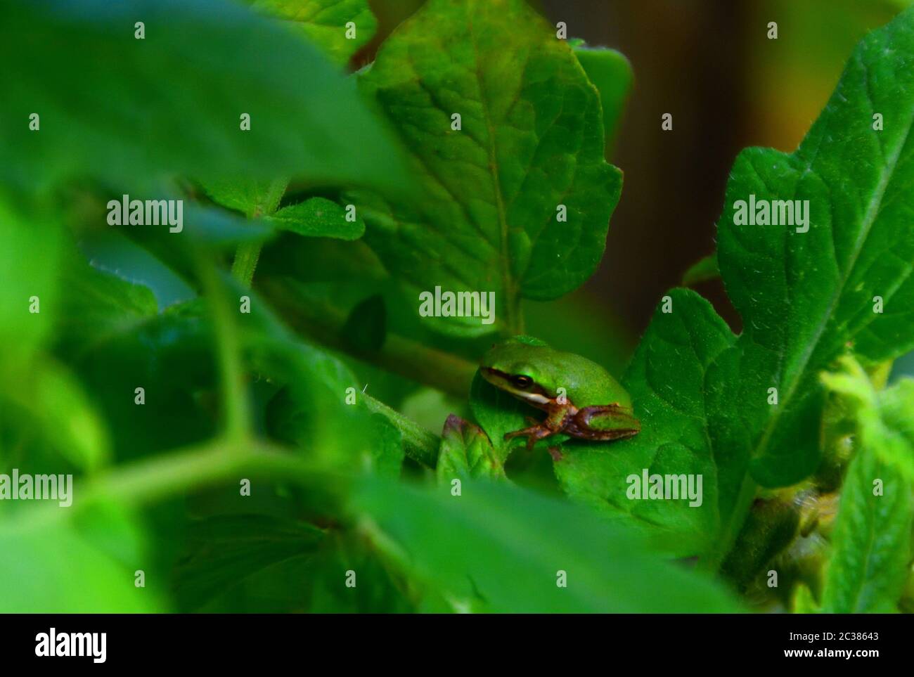 Eastern Dwarf Tree Frog High Resolution Stock Photography and Images ...